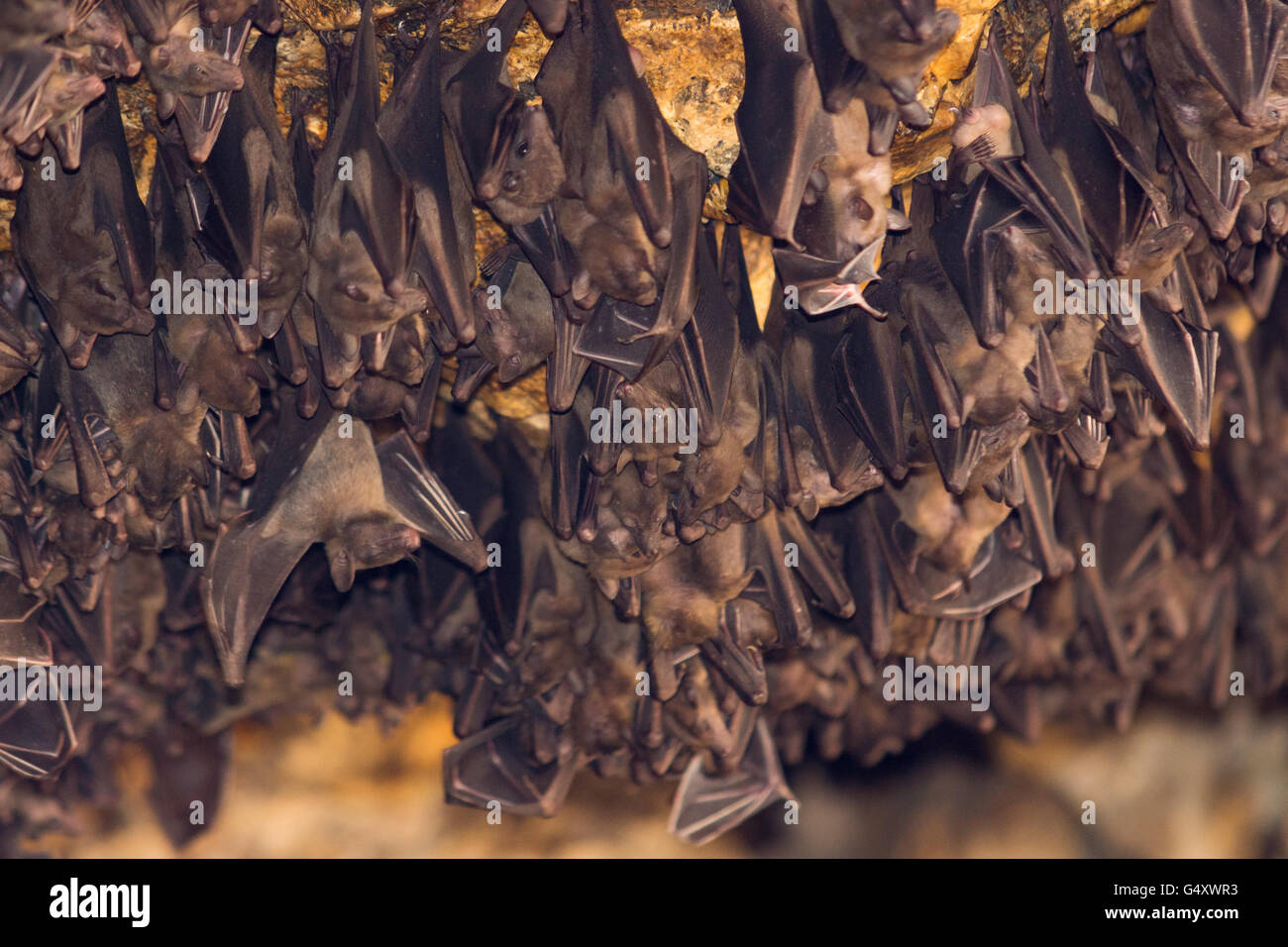 Indonesia, Bali, Karangasem, bats in the Pura Goa Lawah temple complex ...