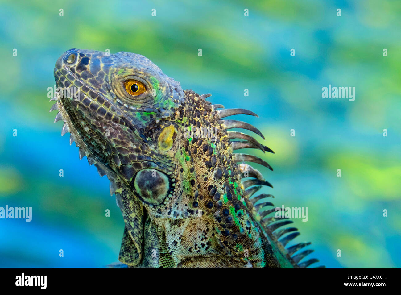 Close up side view of a brightly coloured lizard Stock Photo - Alamy
