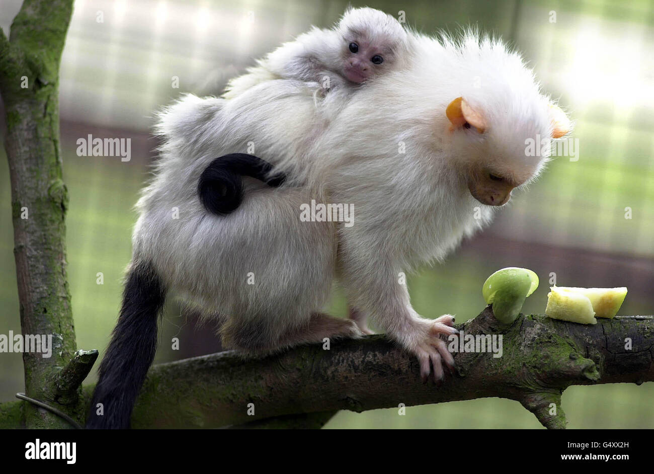 Marmoset marmosets family hi-res stock photography and images - Alamy