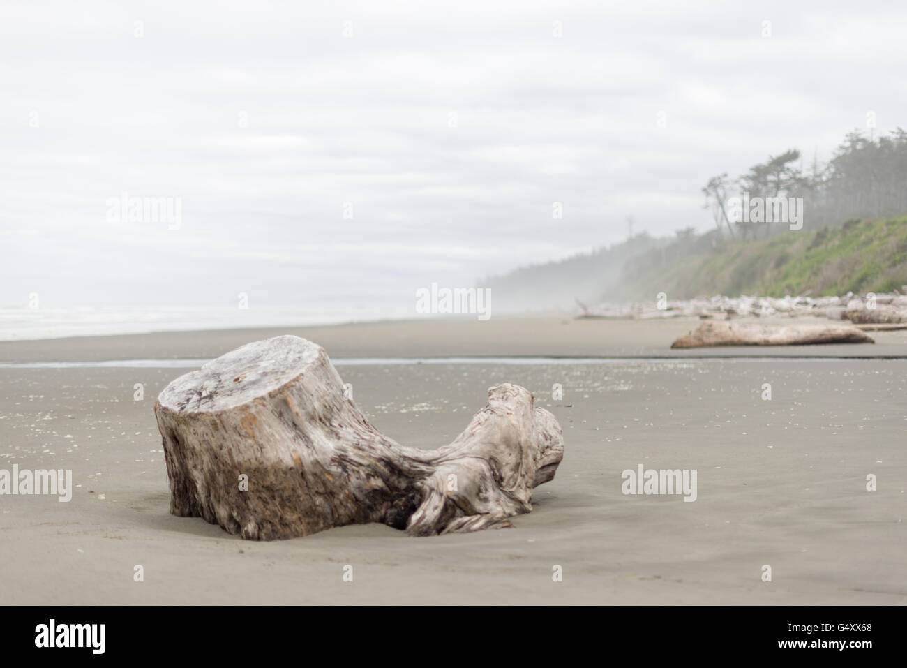 Stump shape hi-res stock photography and images - Alamy