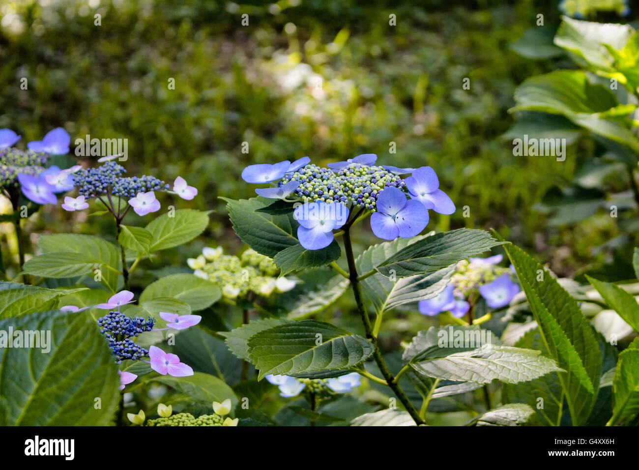 Japan green flourish hi-res stock photography and images - Alamy