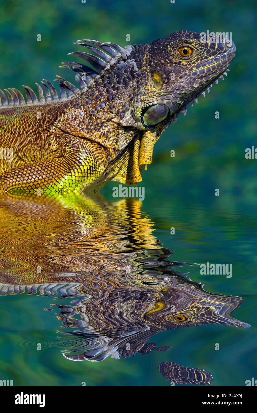 Large green lizard above a digitally created reflection Stock Photo - Alamy