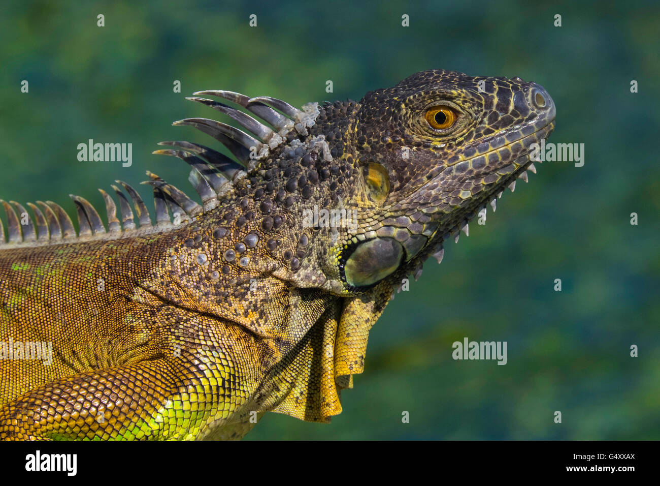 Lizard beard hi-res stock photography and images - Alamy