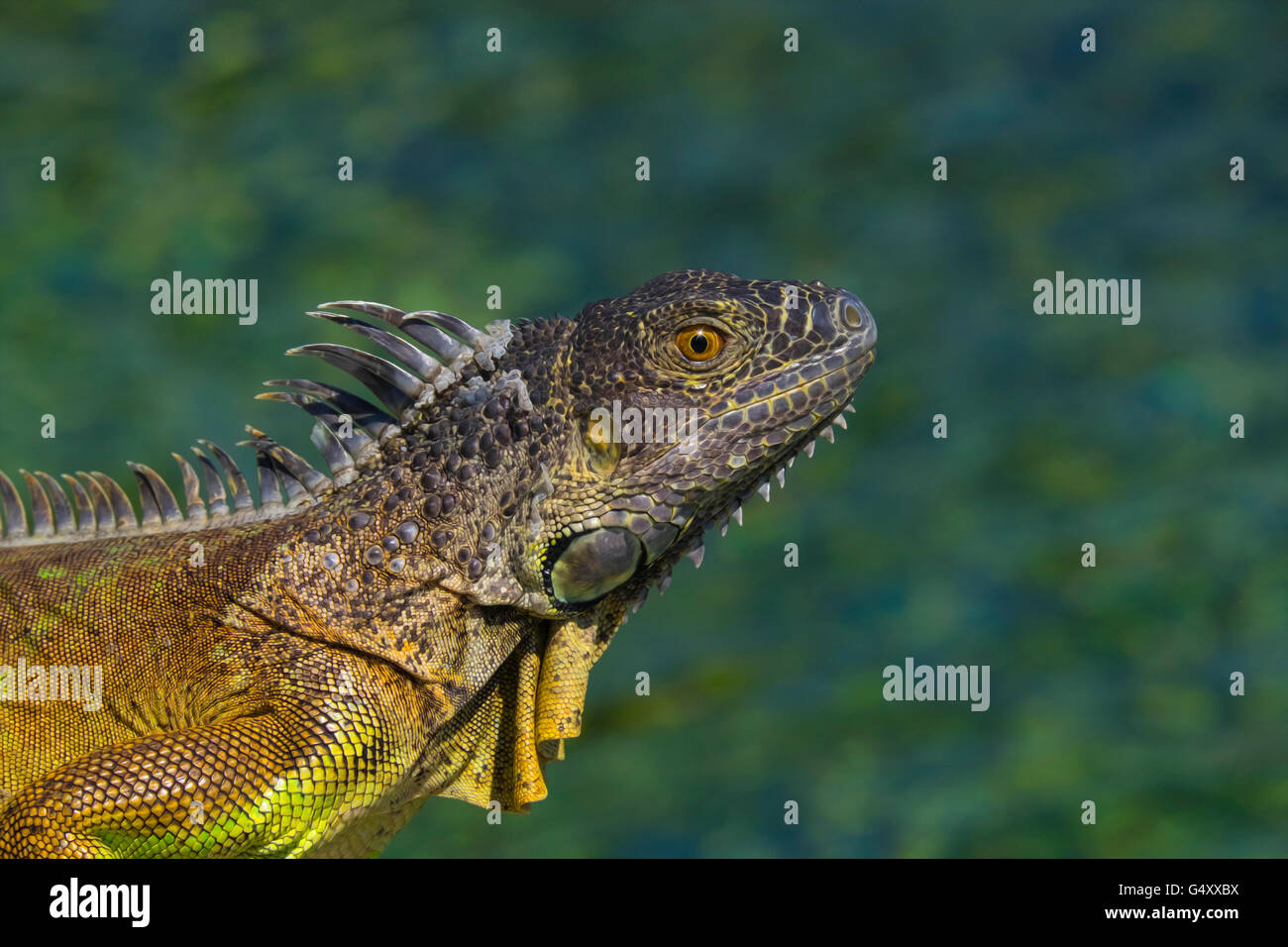 Lizard painting hi-res stock photography and images - Alamy