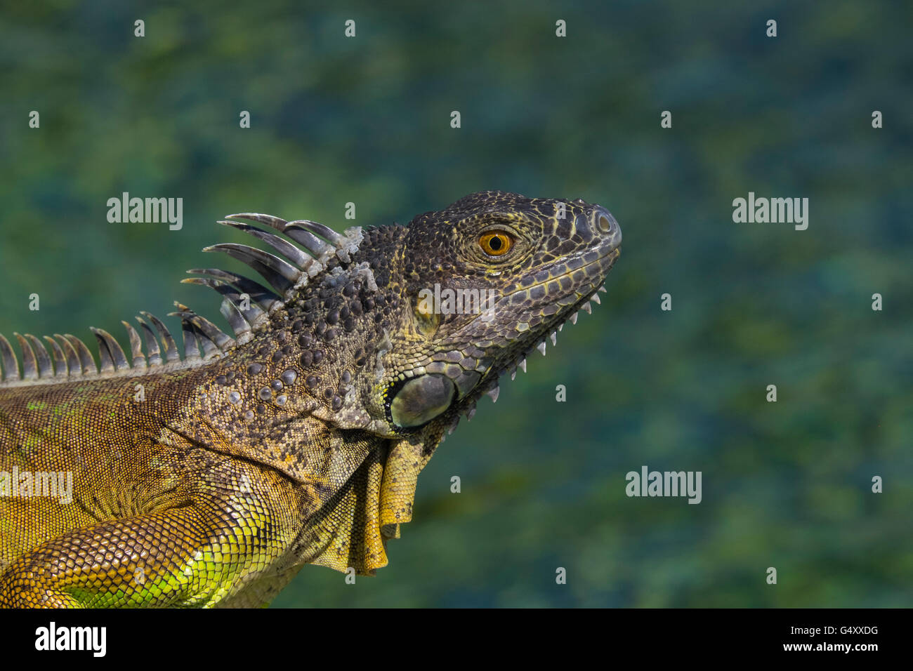 Side view of a large green lizard looking directly at the camera Stock ...