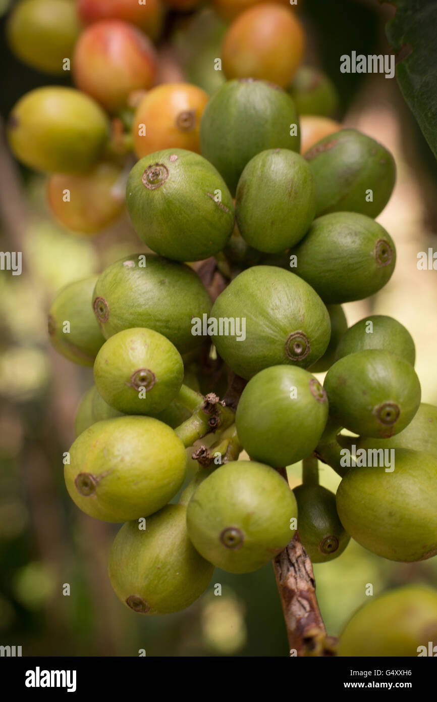 Coffee bean tree hi-res stock photography and images - Alamy