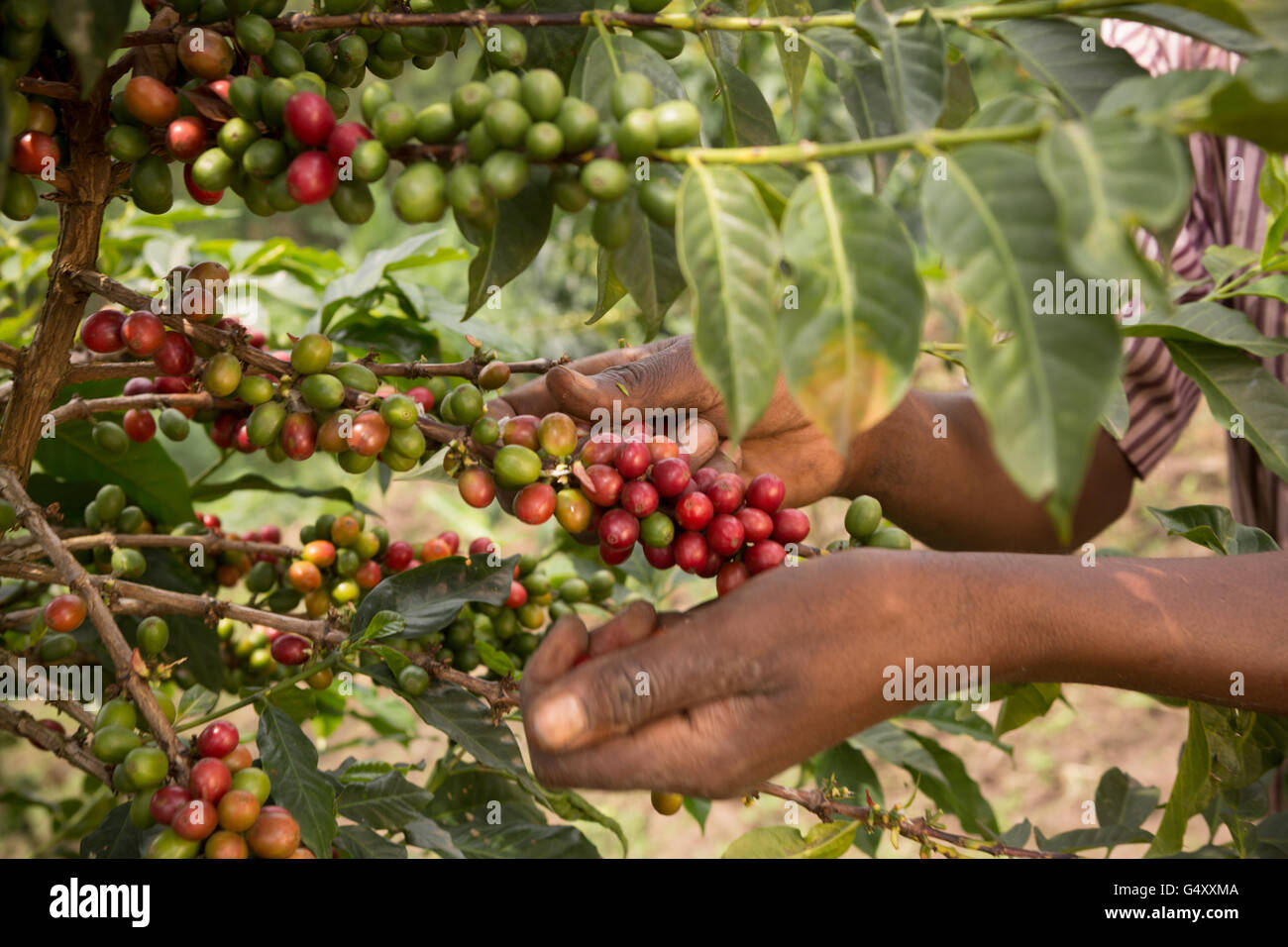 Woman picking mountain cherry hi-res stock photography and images - Alamy