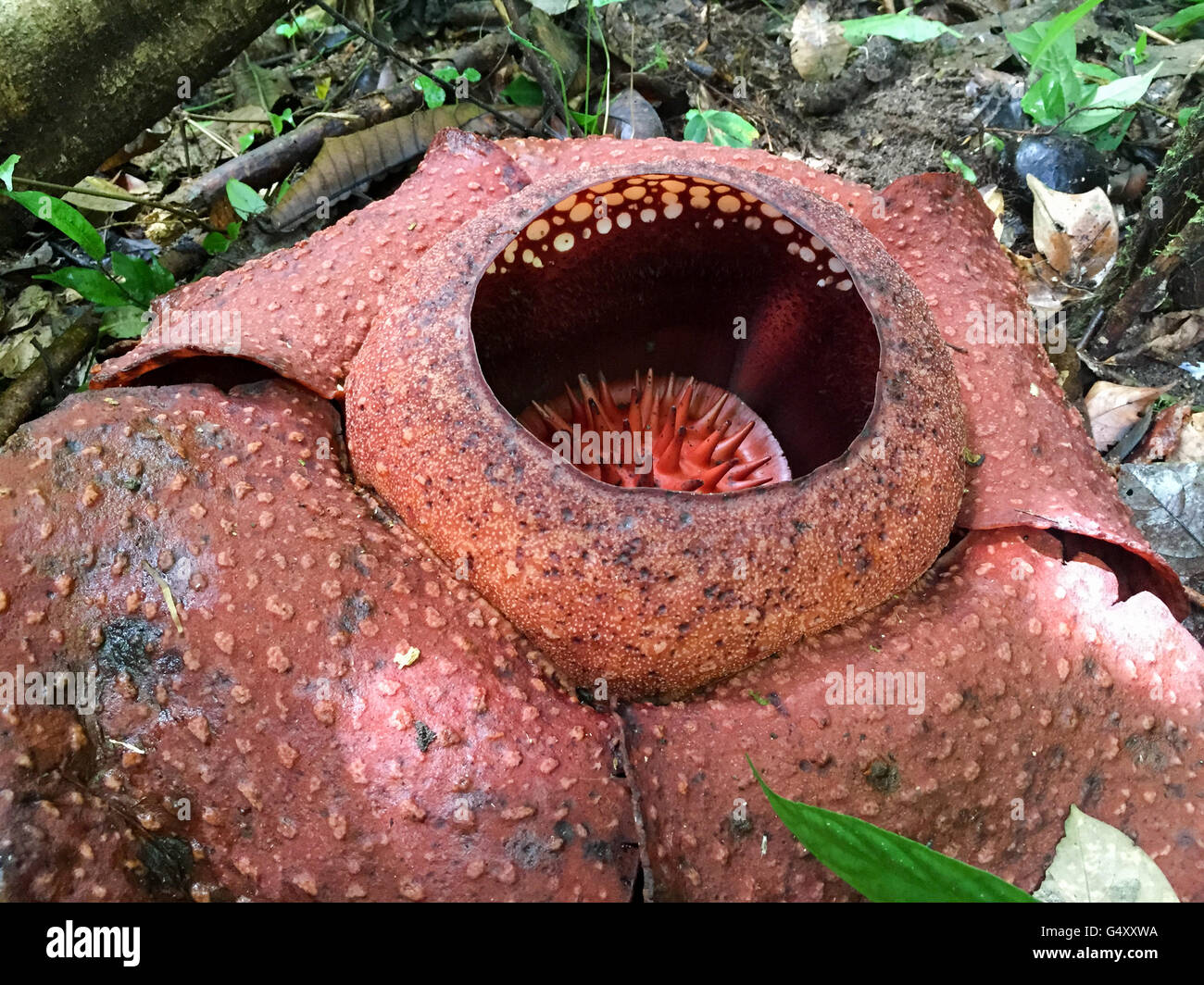 Rafflesia bushes hi-res stock photography and images - Alamy