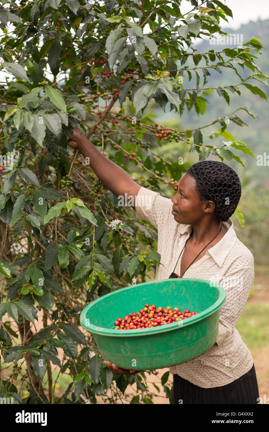 Coffee picker hi-res stock photography and images - Alamy