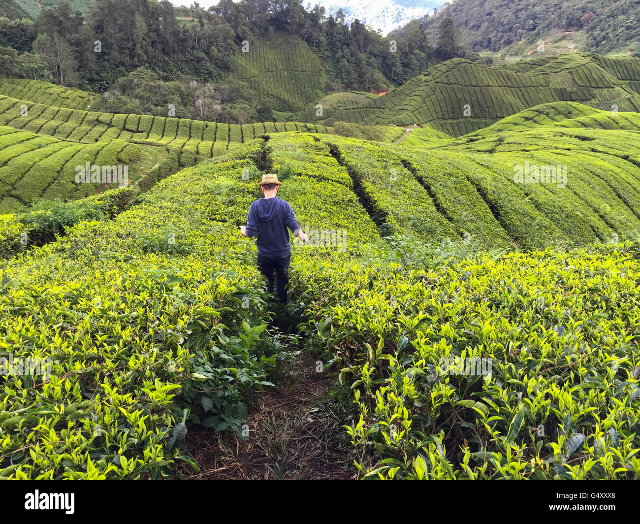 Malaysia, Pahang, Man running through tea fields Stock Photo - Alamy