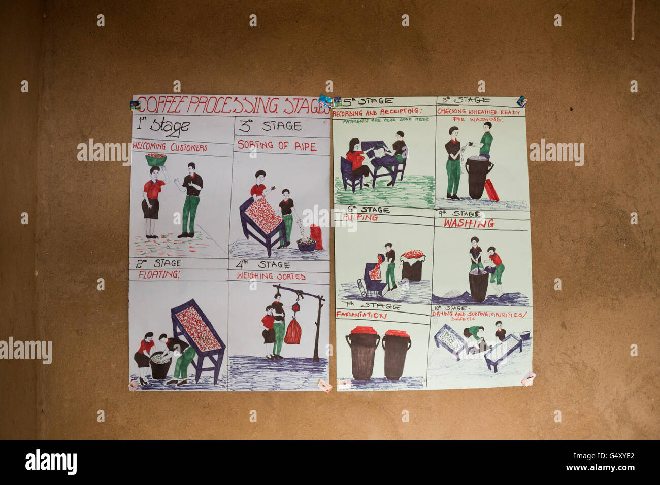 A hand-drawn poster of coffee processing stages hangs inside a coffee ...