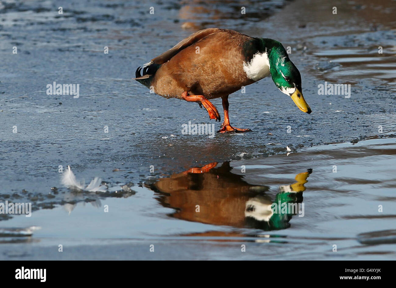 Winter weather - Feb 11th Stock Photo - Alamy