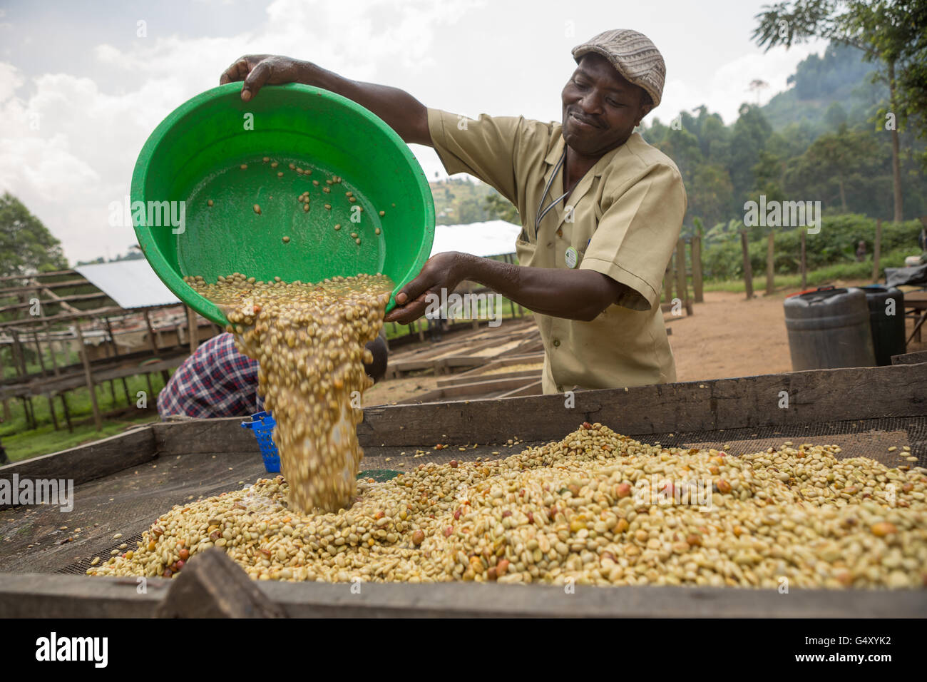 Workers Wash Fresh Coffee Beans As They re Removed From Fermentation Workers Wash Fresh Coffee Beans As They re Removed From Fermentation