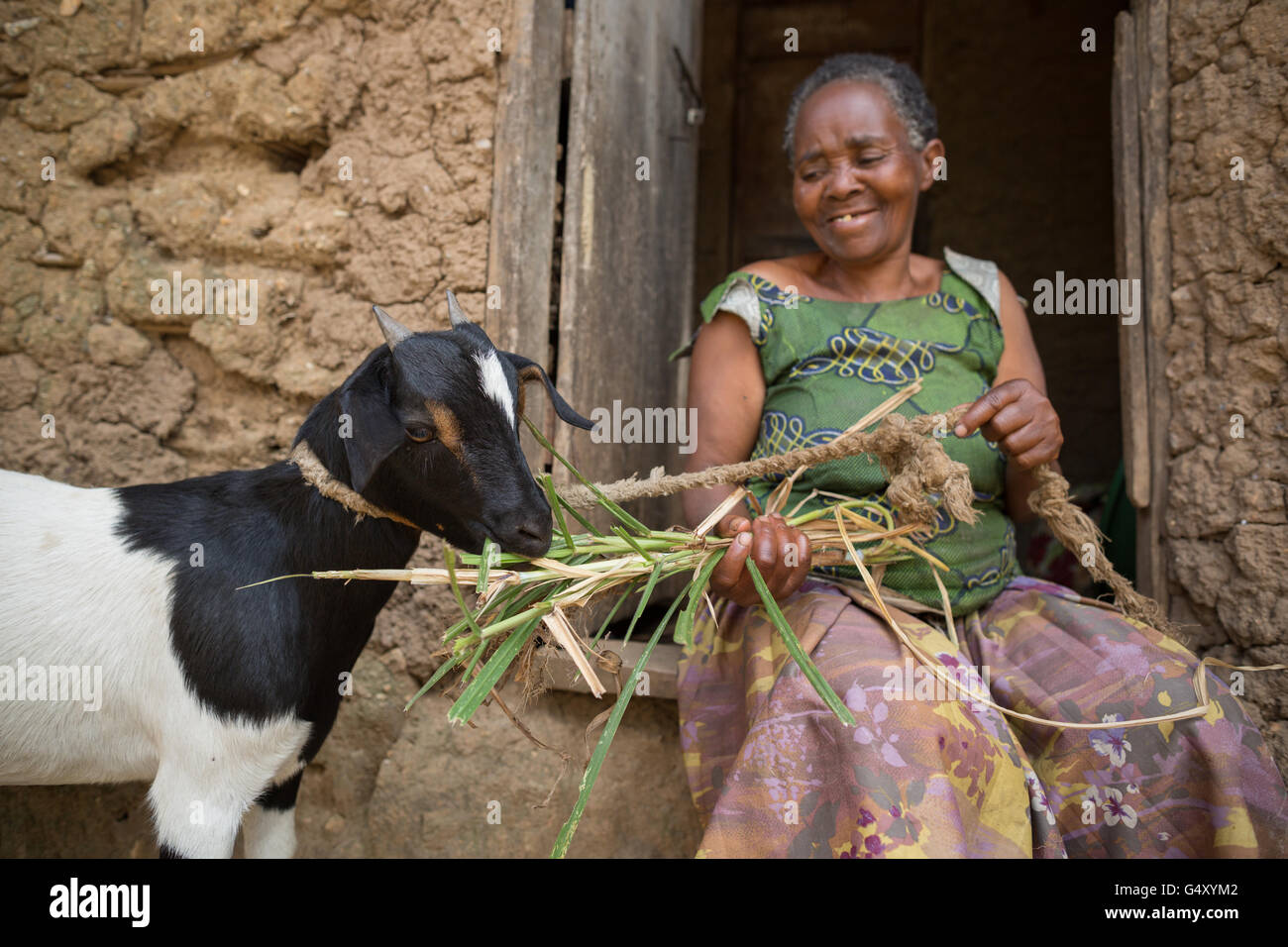 Africa village goat eating hi-res stock photography and images - Alamy