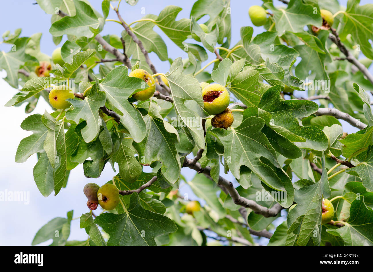 Mtscheta hi-res stock photography and images - Alamy