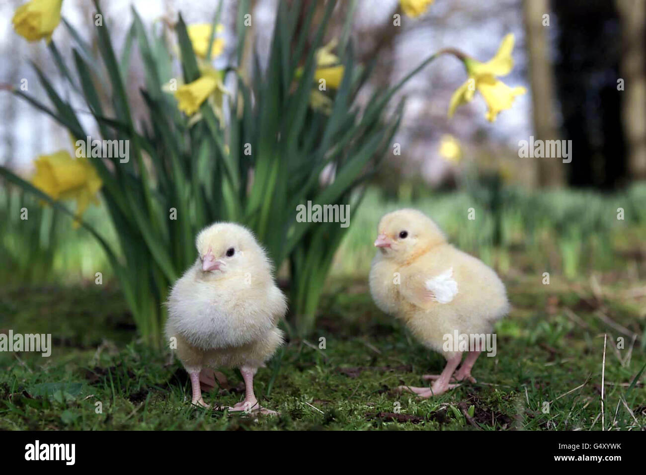 Paultons park theme park hi-res stock photography and images - Alamy