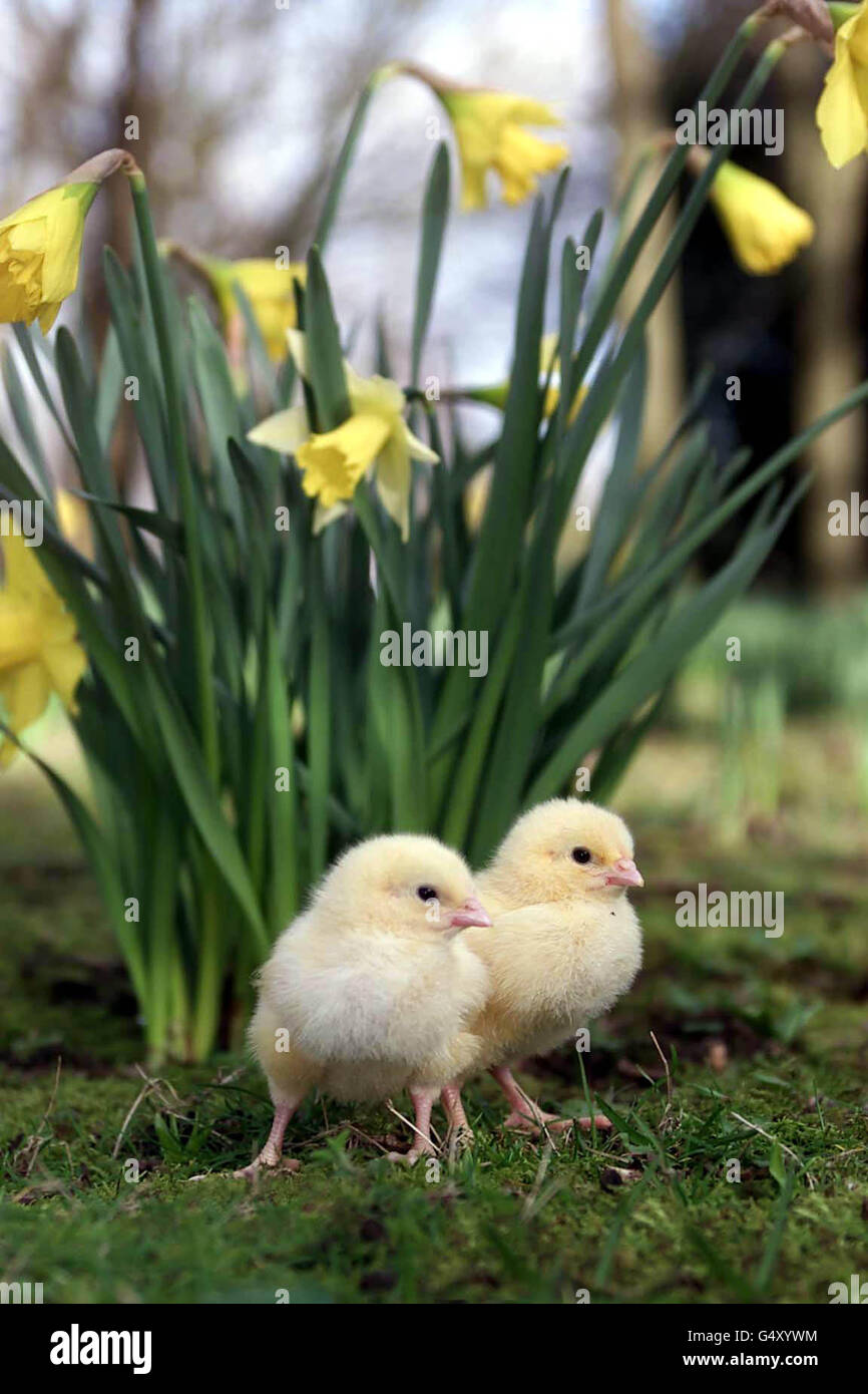 Hampshire where these hen chicks were born hi-res stock photography and ...