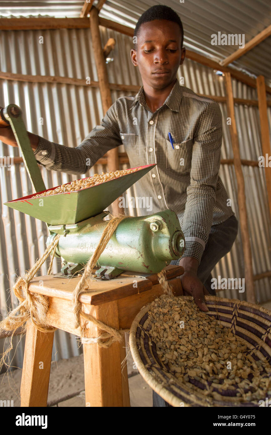 Hulling coffee beans in machine hi-res stock photography and images - Alamy
