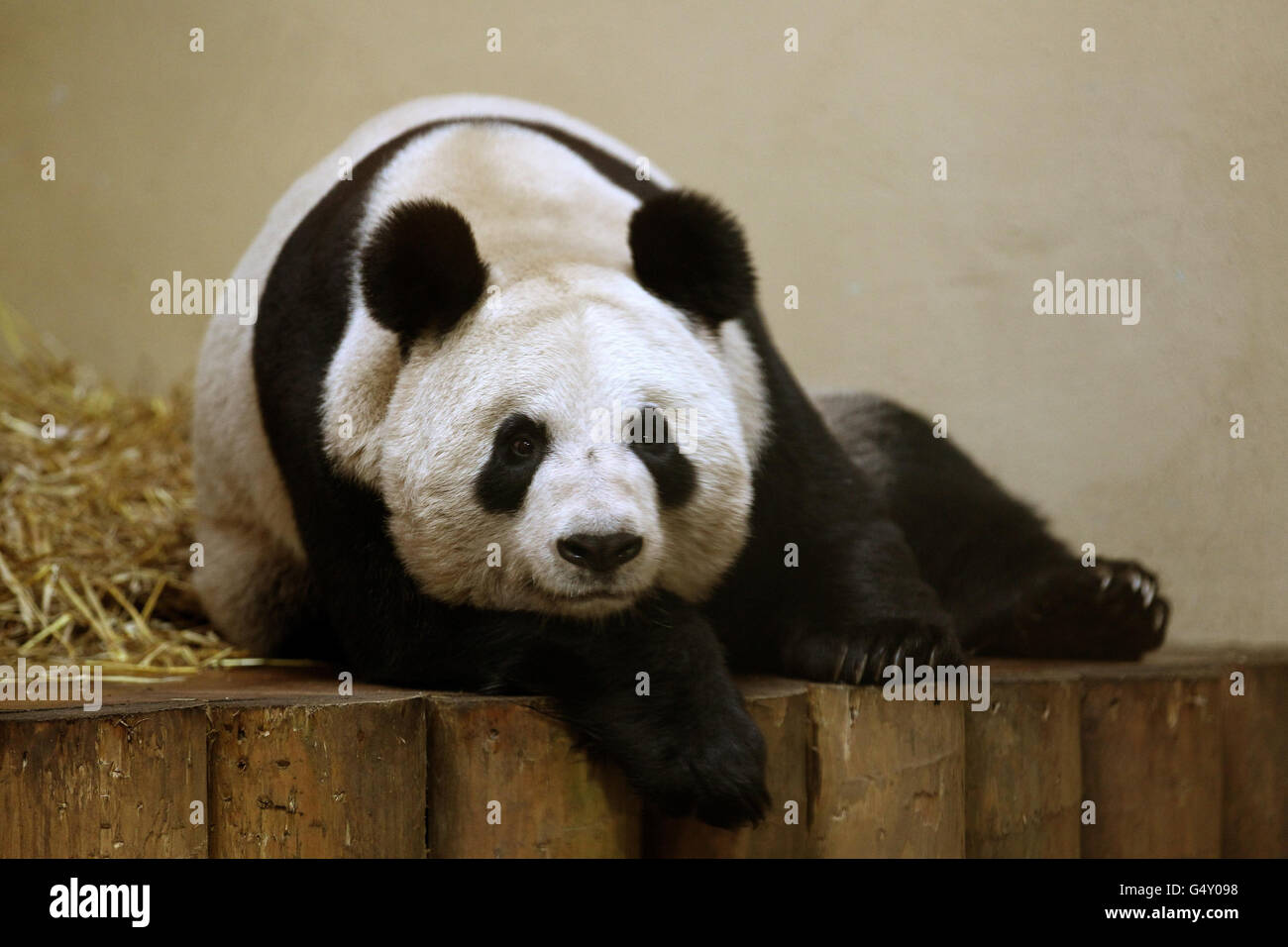 Panda cake treat for zoo keepers. Tian Tian the panda in her enclosure ...