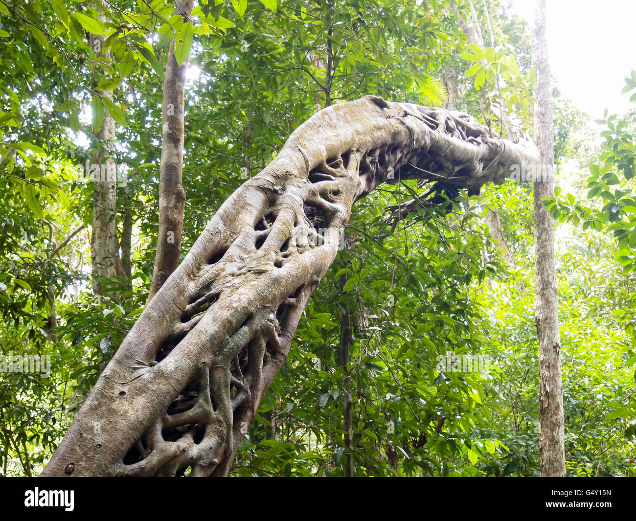 Australia, Daintree Rainforest, Mangrove Stock Photo - Alamy