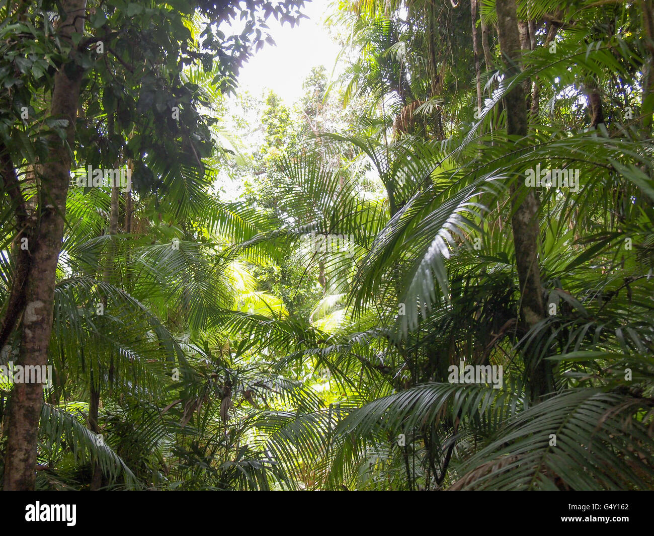 Australia, Daintree Rainforest Stock Photo - Alamy