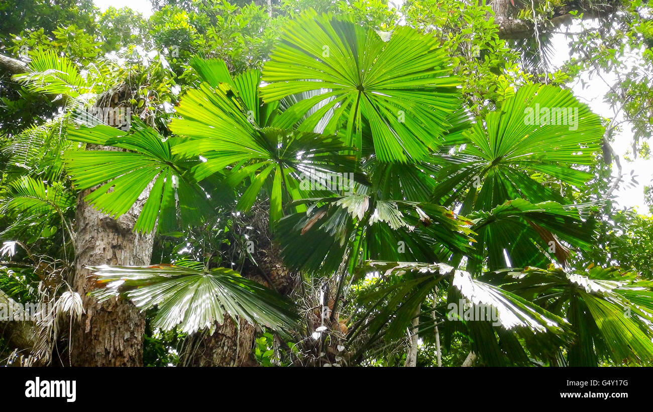 Australia, Daintree National Park, Daintree Rainforest Stock Photo - Alamy