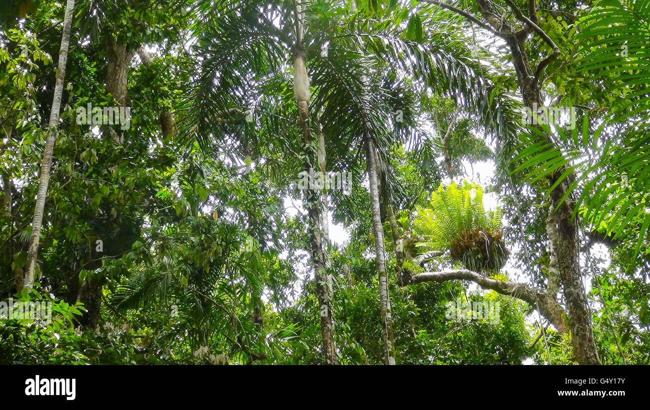 Australia, Daintree National Park, Daintree Rainforest Stock Photo - Alamy