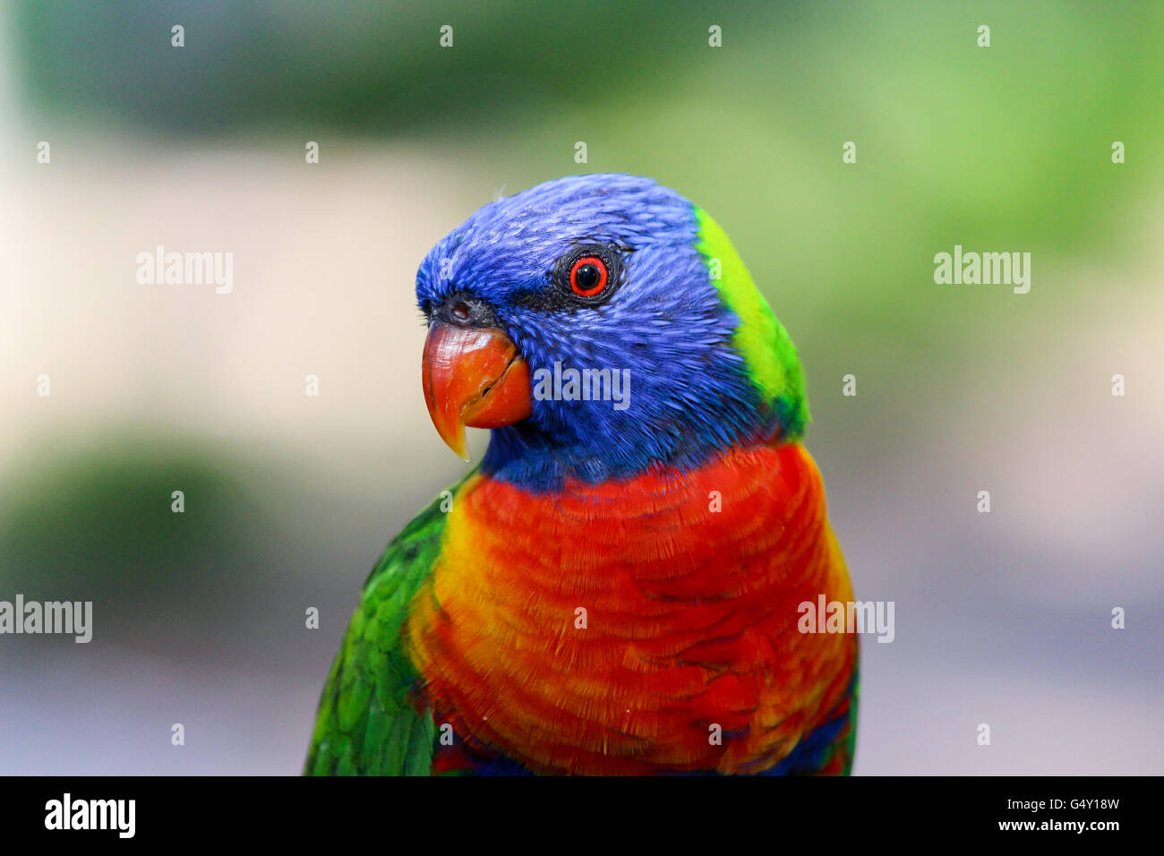Australia, Magnetic Island, Townsville, Lory Parrots Stock Photo - Alamy