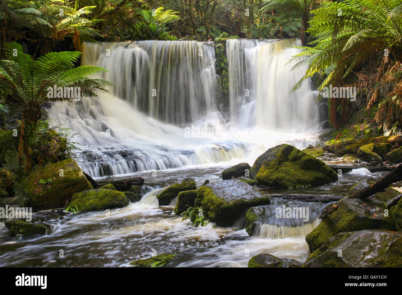 Australia, Tasmania, Mount Field National Park, Russel Falls Stock ...