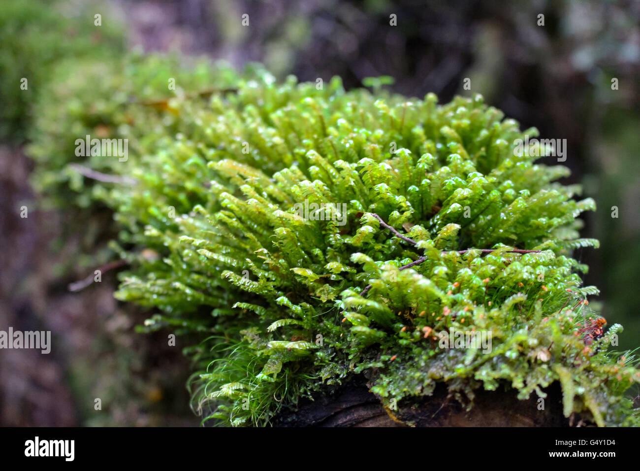 Australia, Tasmania, Mountfield National Park, Moss Stock Photo - Alamy