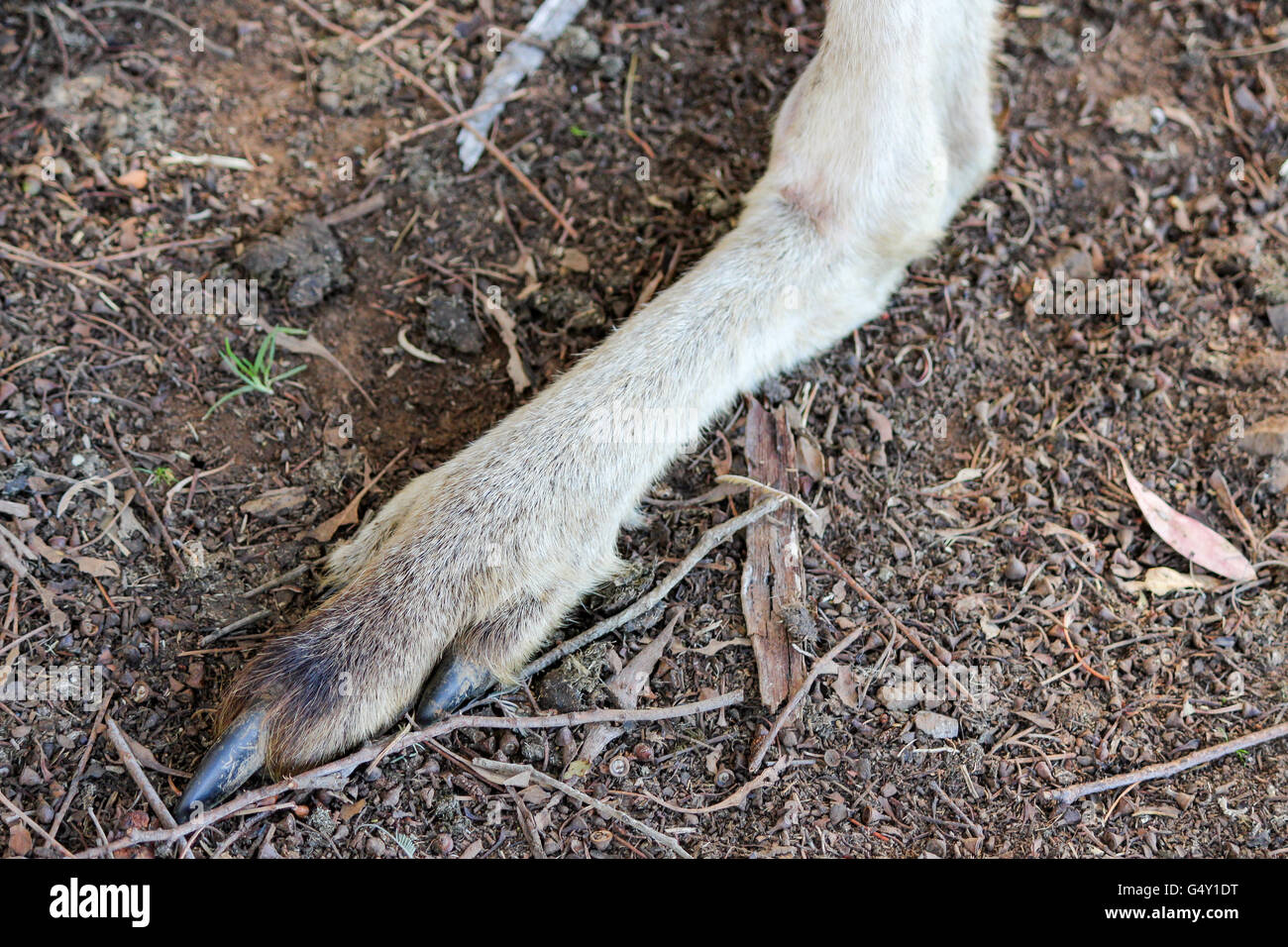 Kangaroo foot hi-res stock photography and images - Alamy