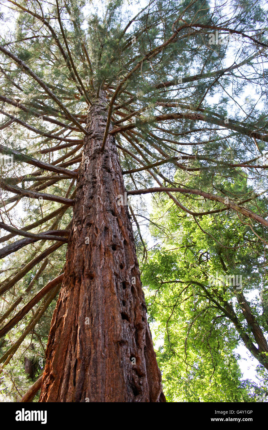 Australia, Tasmania, Launceston, Ancient Tree Stock Photo - Alamy