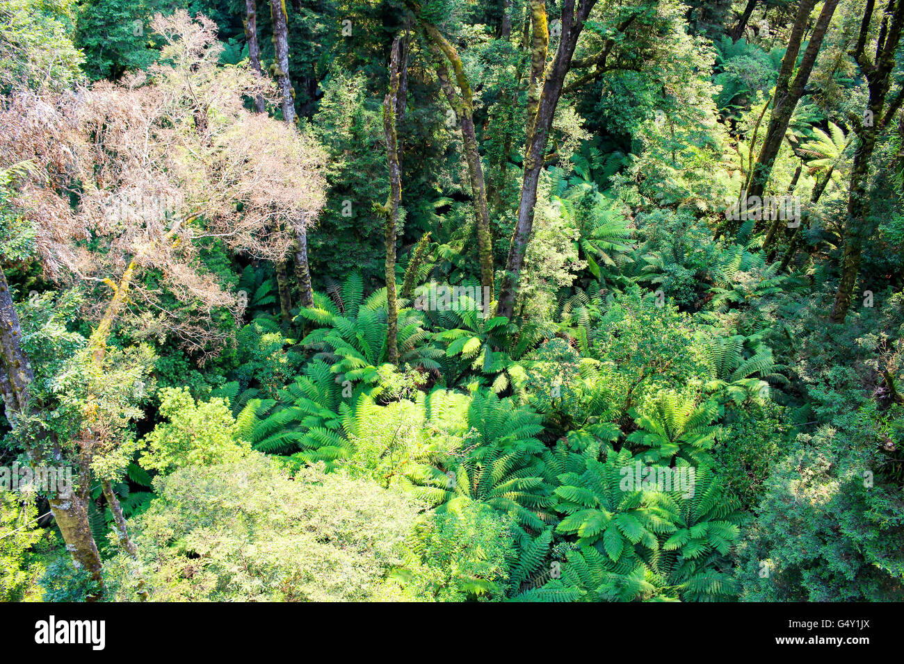 Australia, Great Ocean Road, Otway Fly Treetop Stock Photo - Alamy