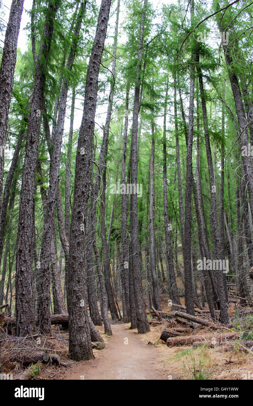 New Zealand, Lake Tekapo, Mount John, Forest Stock Photo - Alamy