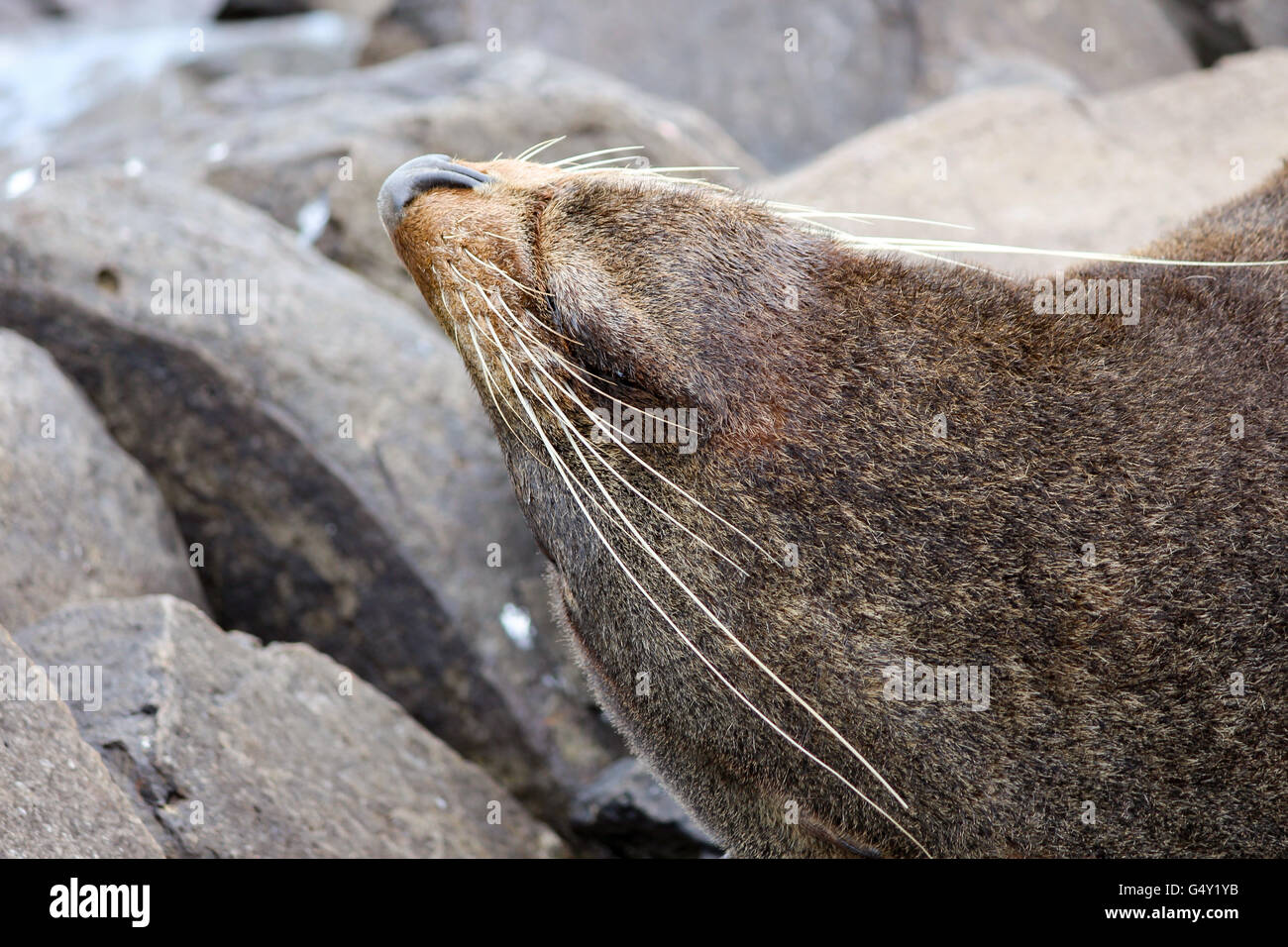 New Zealand, South Island, Dunedin, Otago Peninsula, Seal Stock Photo ...
