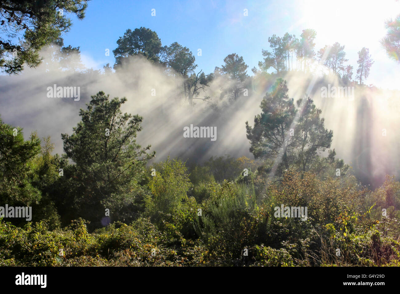 New Zealand, North Island, Huka Falls, Reeds Farm, Morning Sun Stock ...
