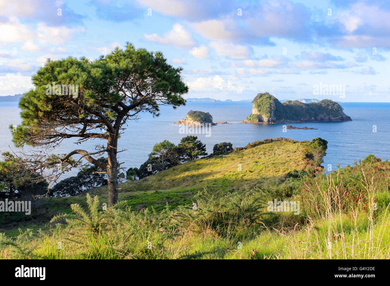 New Zealand, North Island, Waikato, Hahei, Hahei, hike to the Cathedral ...