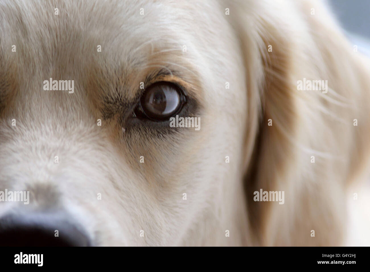 Dog eye at a Golden Retriever Stock Photo - Alamy
