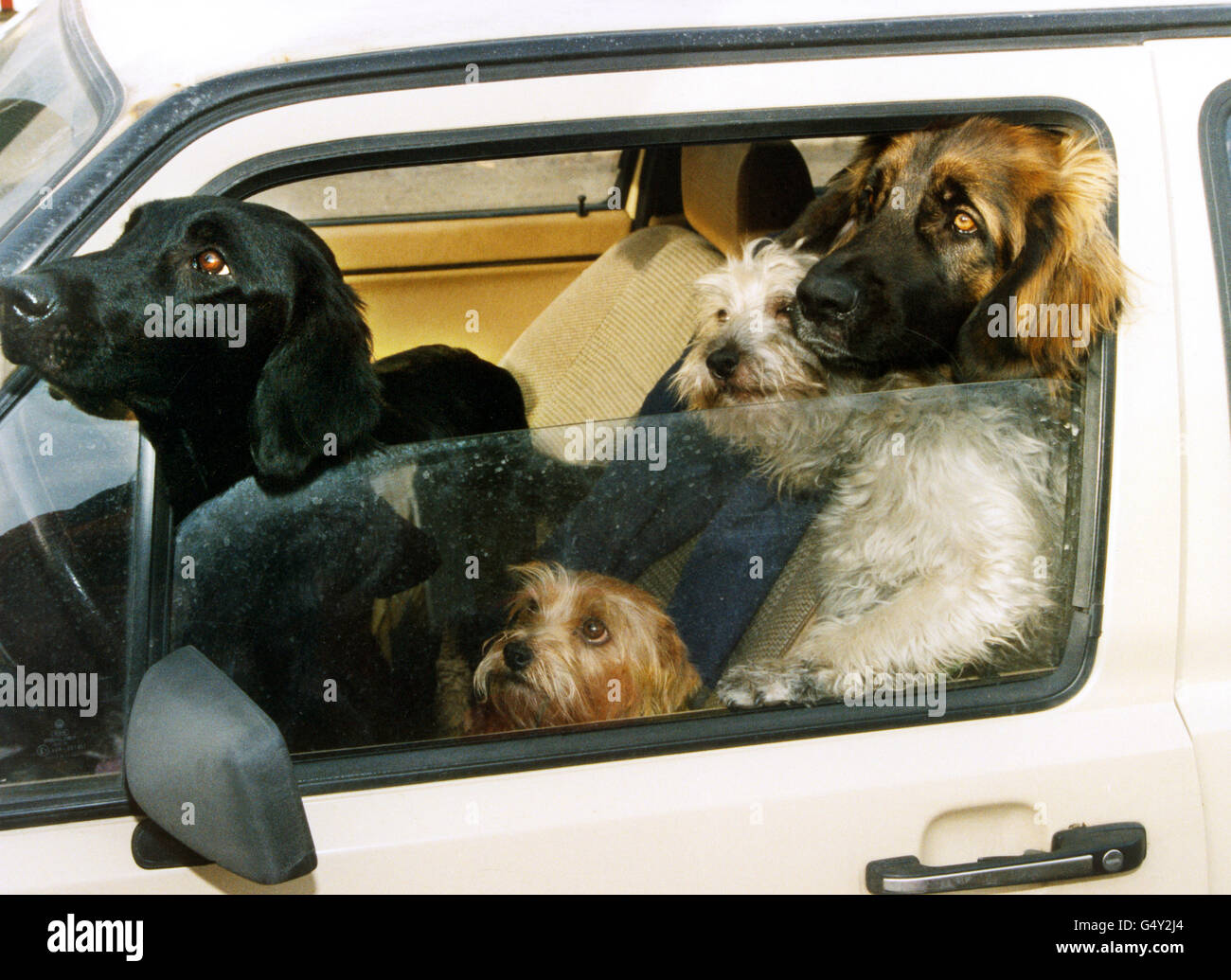 Curious dogs hi-res stock photography and images - Alamy