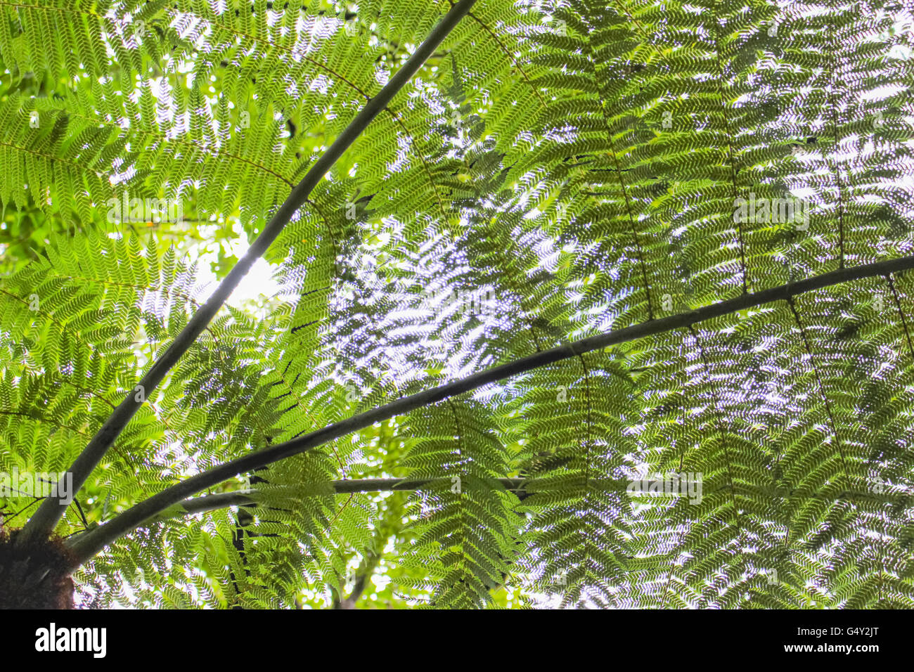 New Zealand, North Island, Northland, Waipoua Kauri Forest, Kauri ...