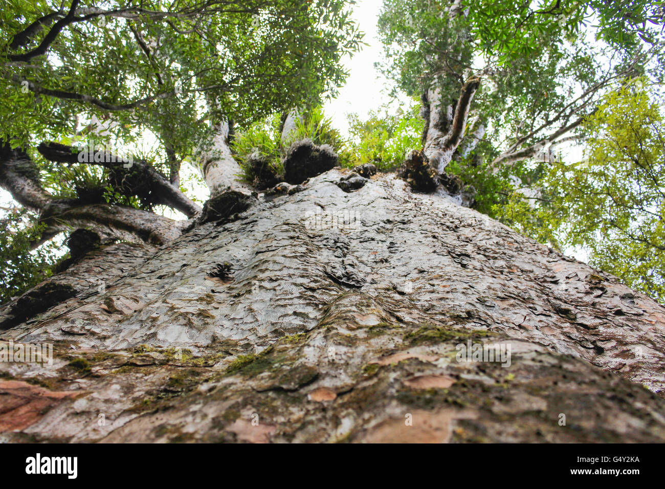 Kauri leaves hi-res stock photography and images - Alamy