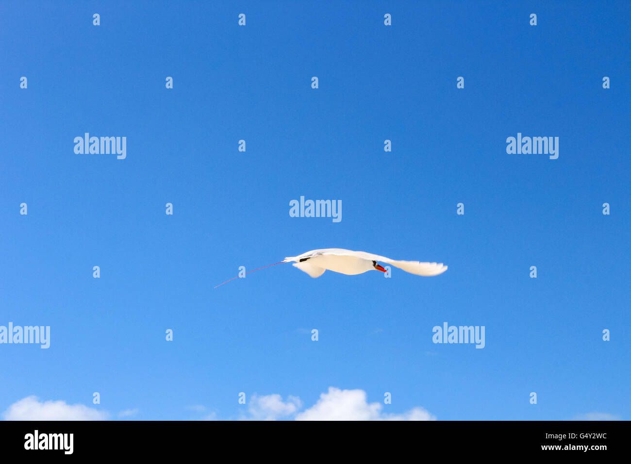Cook Islands, Aitutaki, Honeymoon Island, Lagoon Tour, Bird Stock Photo ...