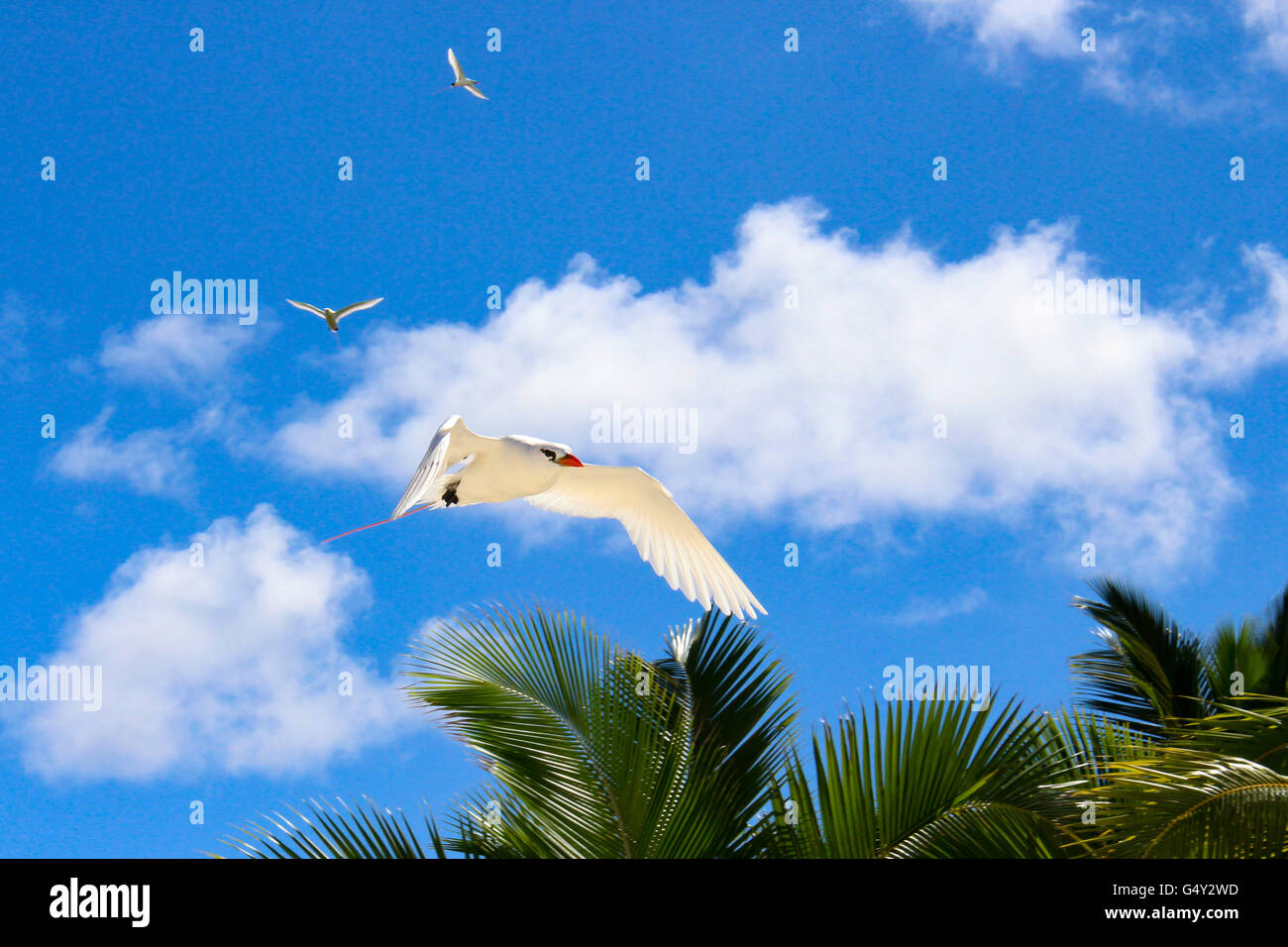 Cook Islands, Aitutaki, Honeymoon Island, Lagoon Tour, Bird Stock Photo ...
