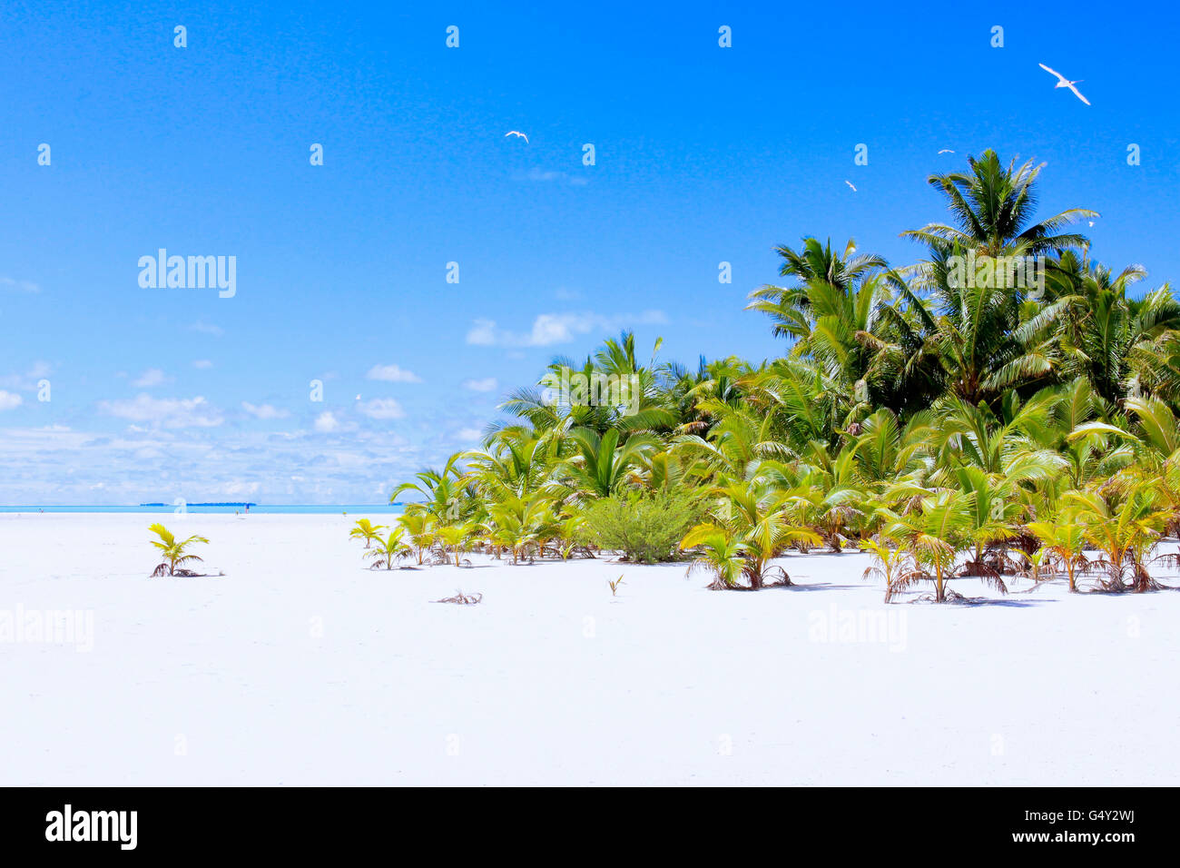 Cook Islands, Aitutaki, Honeymoon Island, Lagoon Tour Stock Photo - Alamy