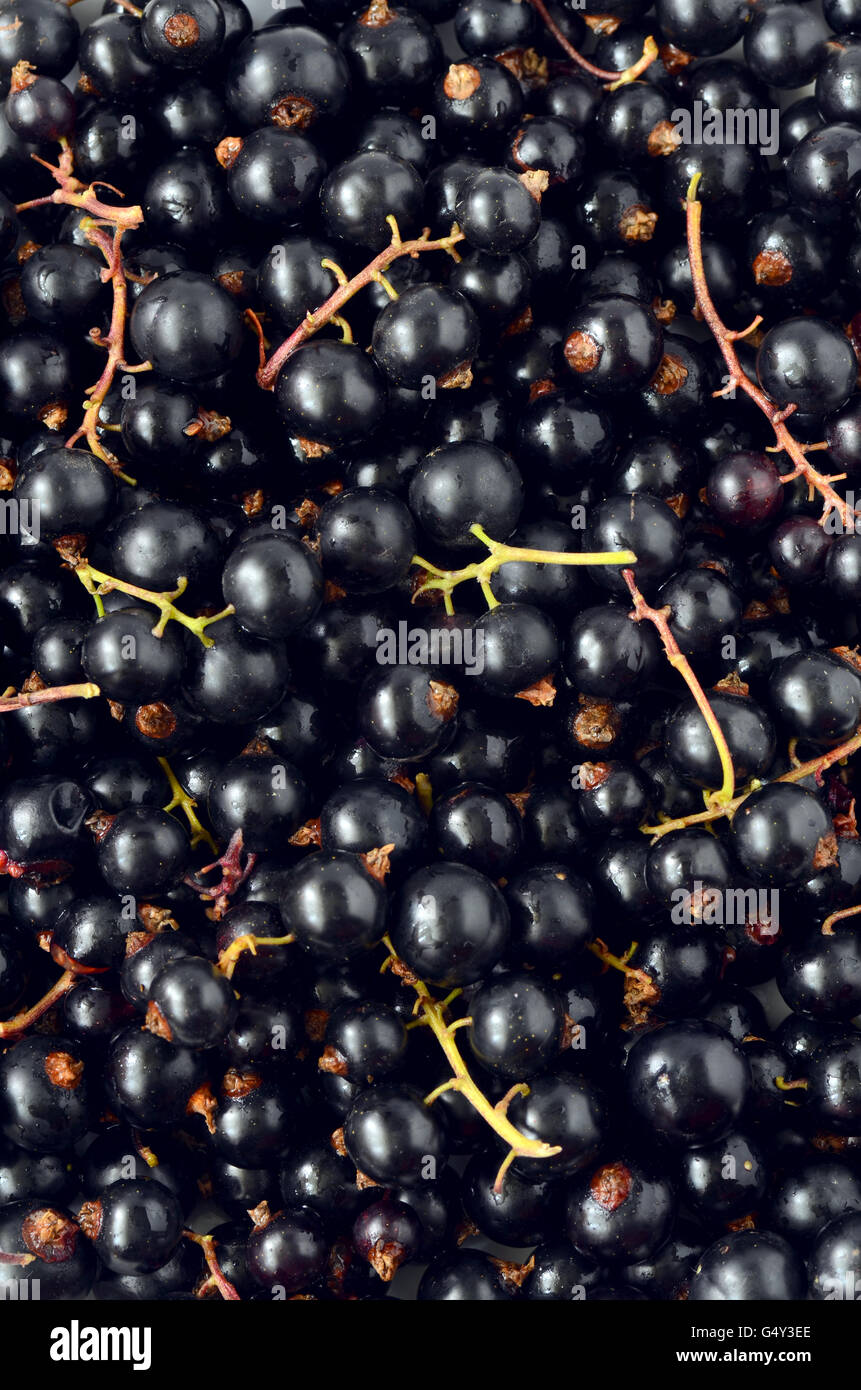 Black Currant berries Freshly picked from the garden Stock Photo - Alamy