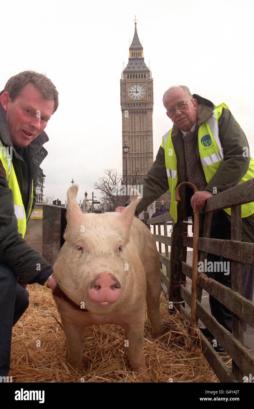 Pig Farming Protest Stock Photo - Alamy