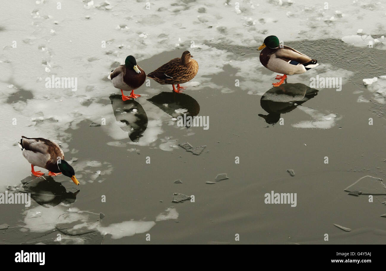 Mallard ducks stand on the ice at Attenborough nature reserve ...