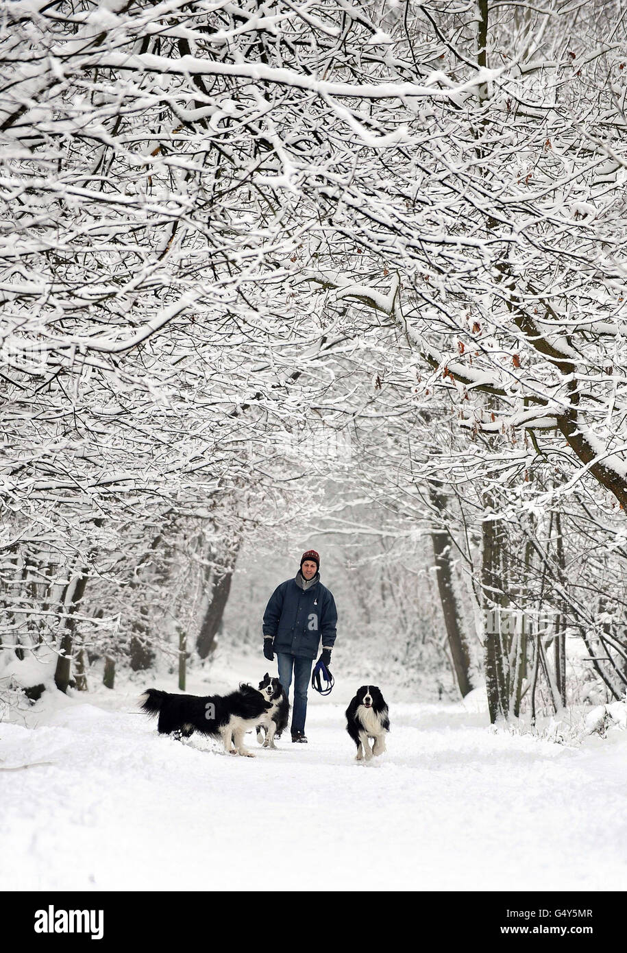 A man walks his dogs along a snow covered path in Norsey Woods, Nature ...