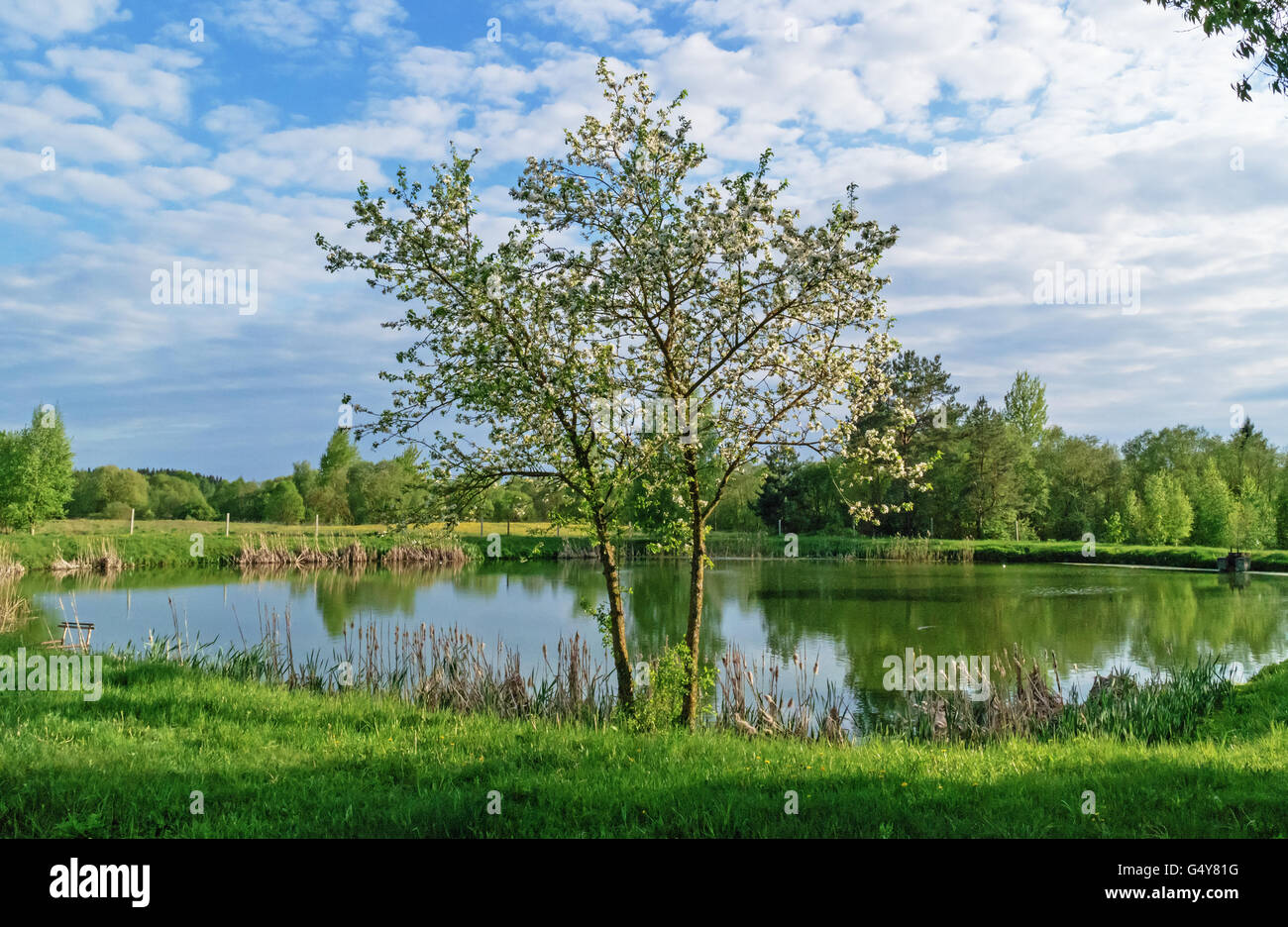 Spring landscape with pond and trees Stock Photo - Alamy