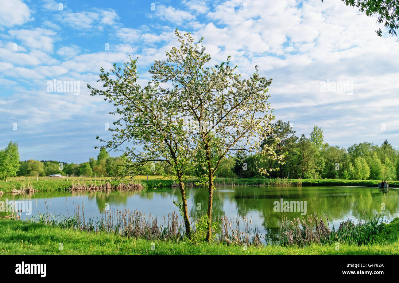Spring landscape with pond and trees Stock Photo - Alamy